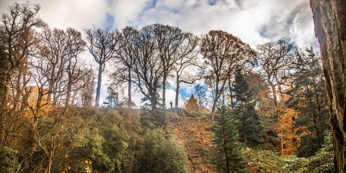 Australian ‘Dinosaur trees’ begin their new life at Bodnant Garden ...