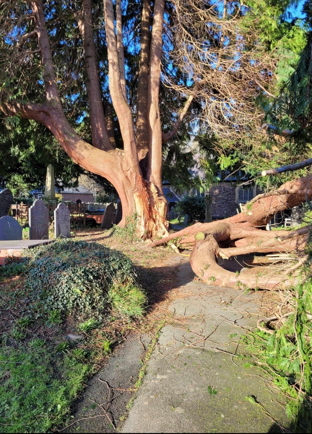 Storm Isha fells huge yew tree in Gyffin, Conwy - Herald.Wales