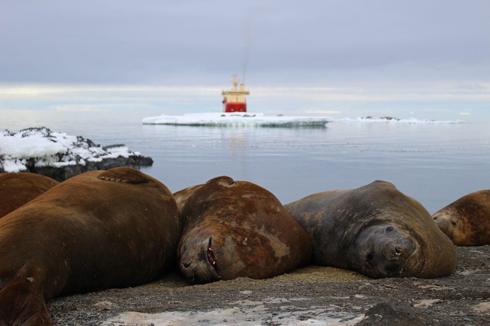 Antarctic seals to help Aberystwyth scientist check ocean warming ...