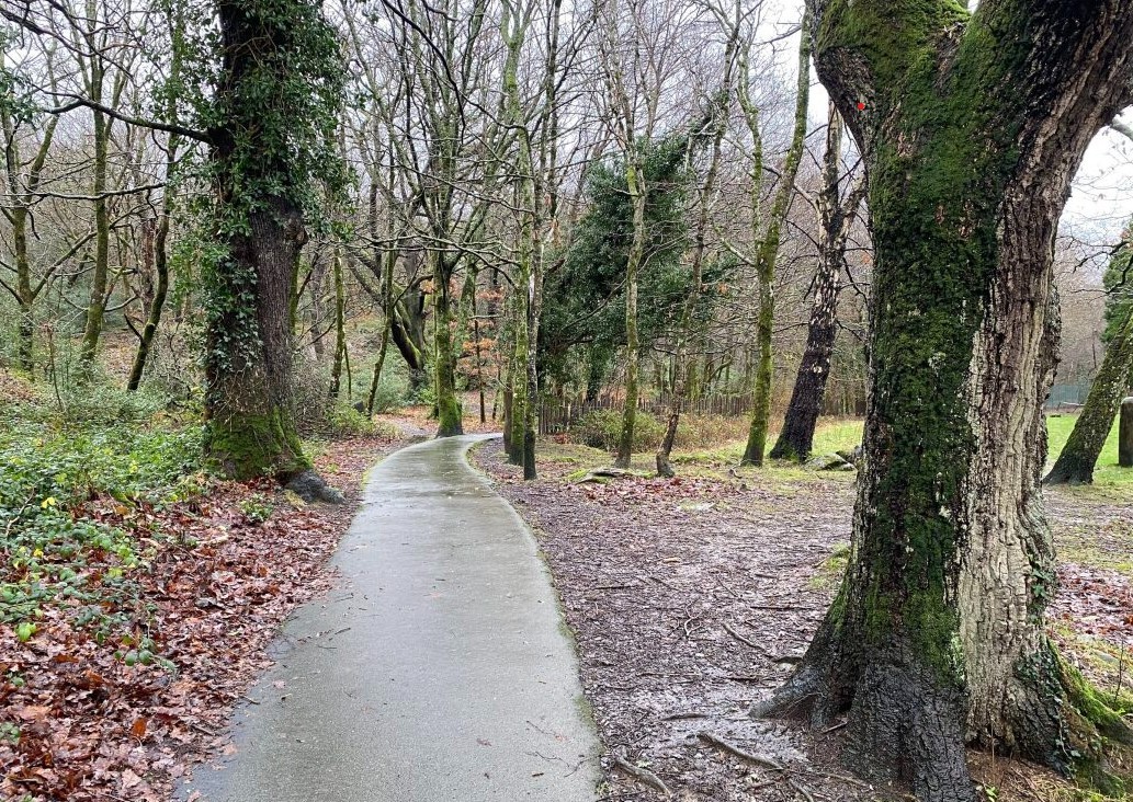 Centuries old Gwynedd oak tree to be fenced off and cut back for public ...