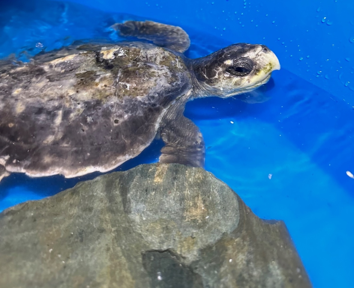 Anglesey team celebrates rescued world’s rarest turtle's progress ...