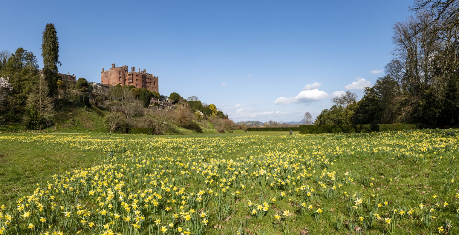 National Trust Cymru share the best gardens to see daffodils this St ...