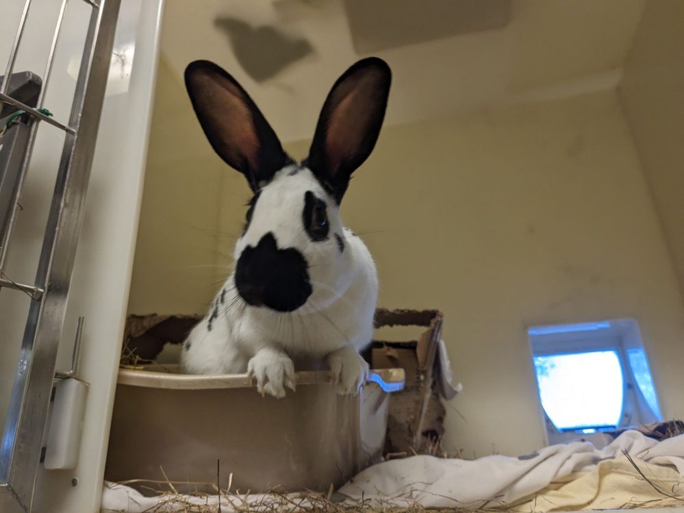Rescue rabbits hop-ing for a home to call their own - can you help ...