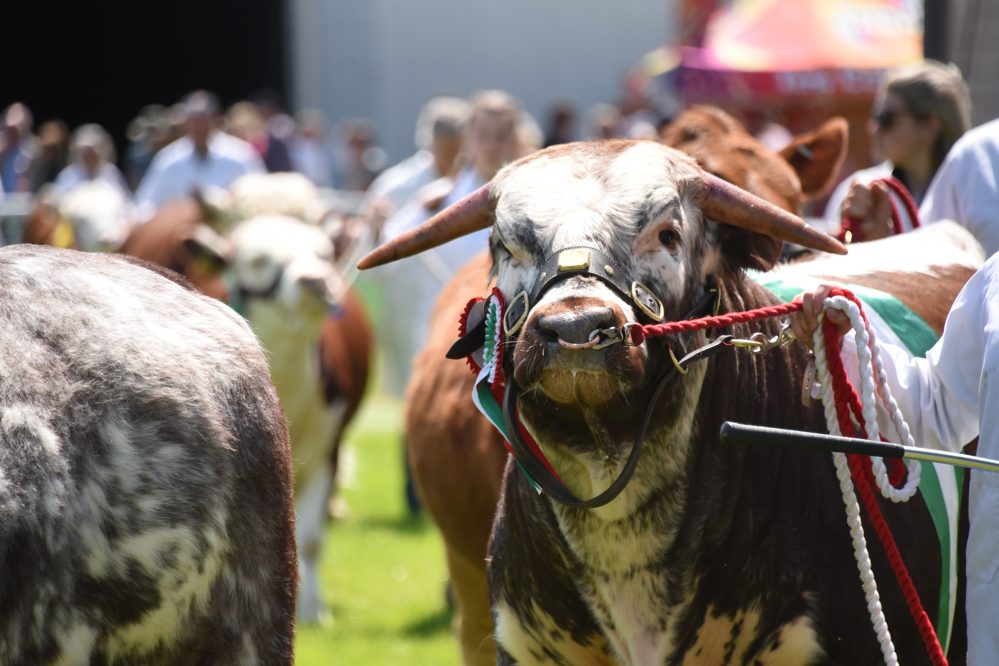 Royal Welsh Show entries now open - Herald.Wales