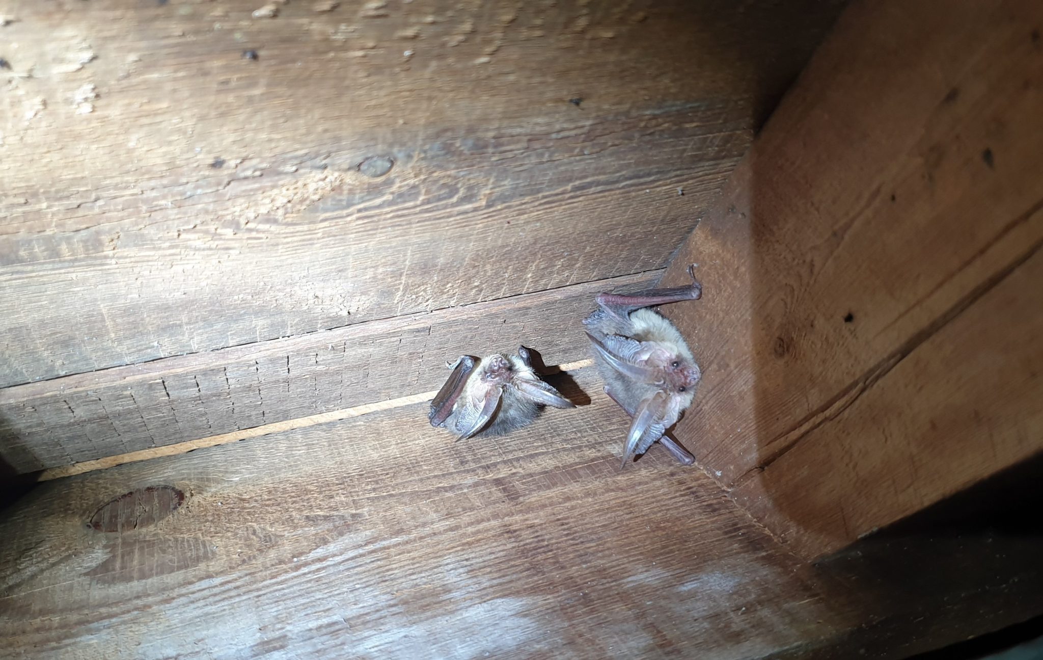 Welsh beauty spot becomes one of the best sites for bats in the UK ...