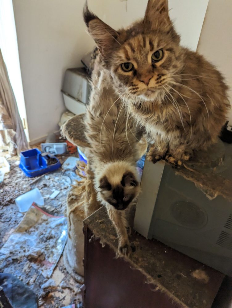 Eight cats found abandoned in unsuitable and filthy conditions in ...