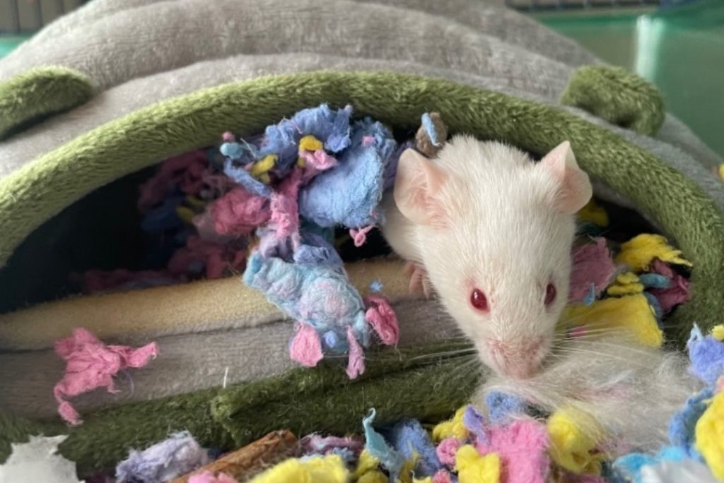 Mouse in the house: orphan Stuart Little finds his new family after ...