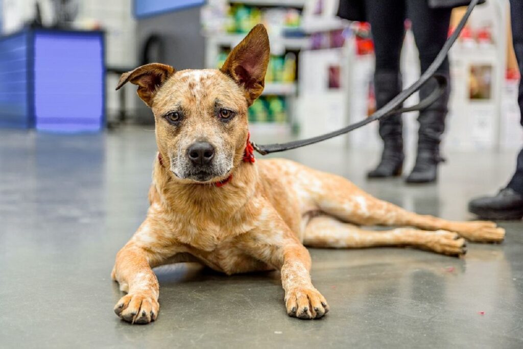Concern for animals across Wales as weapon attacks threaten pets and ...