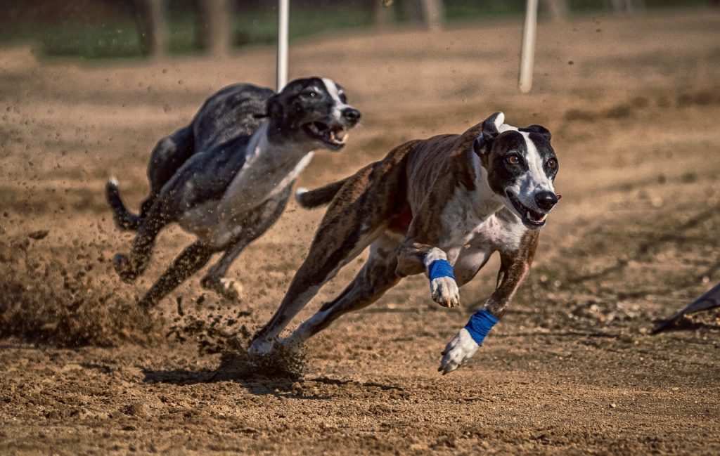 Charities on stand-by to take in all ex-racing dogs in Wales - Herald.Wales