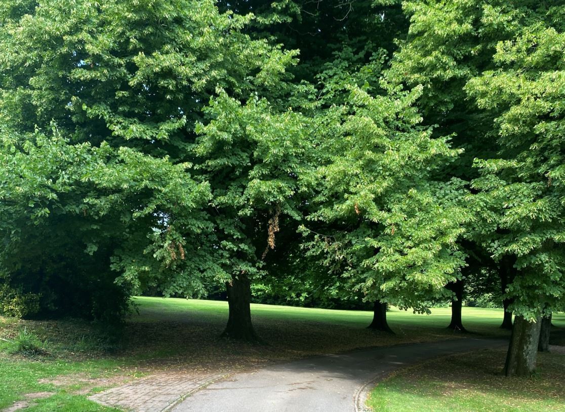 Beech trees pruning and Cypress tree removal approved for Tintern ...