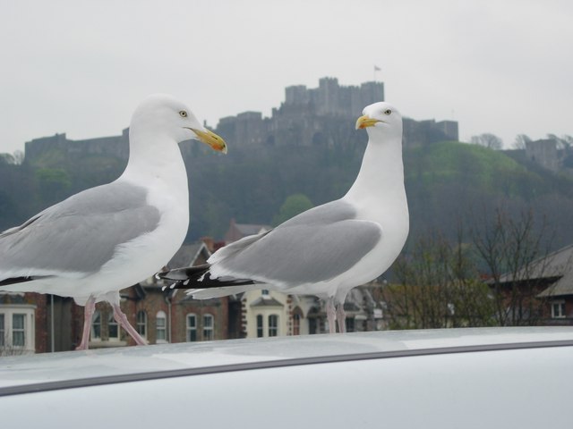 RSPCA appeal after gull attacked in Swansea city centre - Herald.Wales