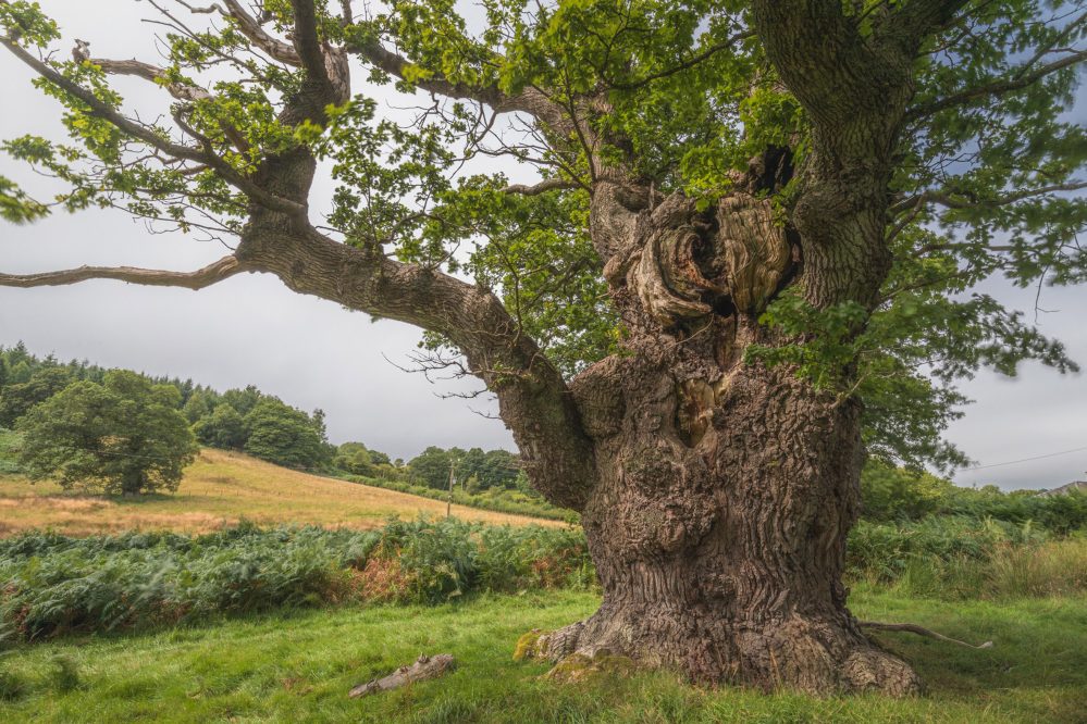 Ancient Gregynog Oak represents Wales in UK Tree of the Year contest ...