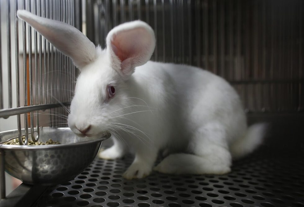 RSPCA cautiously welcomes first-ever UK Govt strategy to phase out ...