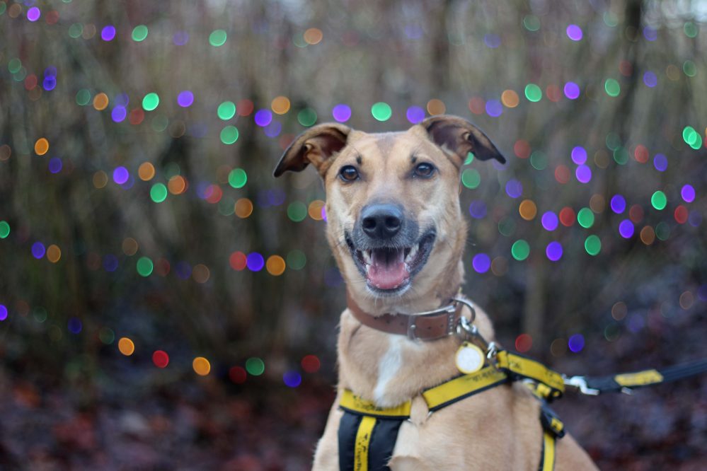 Spread festive cheer at Bridgend Dogs Trust Christmas fair - Herald.Wales
