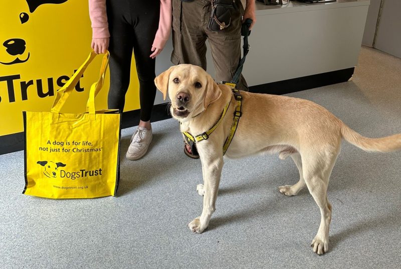 Seriously underweight Labrador finds new home in time for Christmas ...