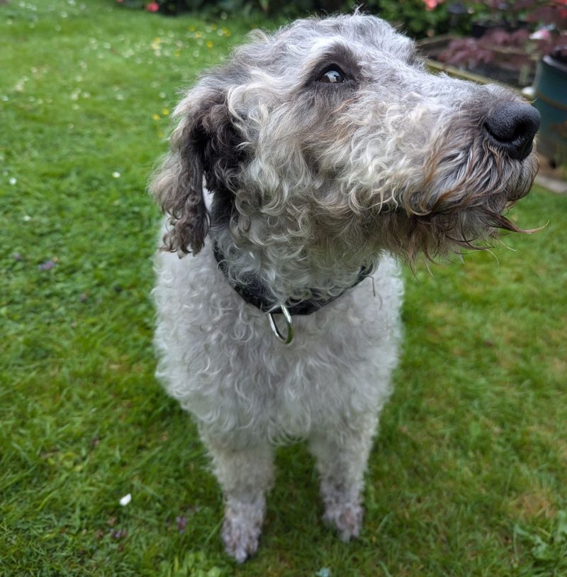 Man disqualified from keeping animals for five years after his dog ...