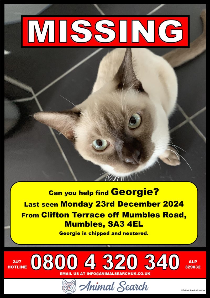 Can you help to reunite Georgie with his devastated owner? - Herald.Wales