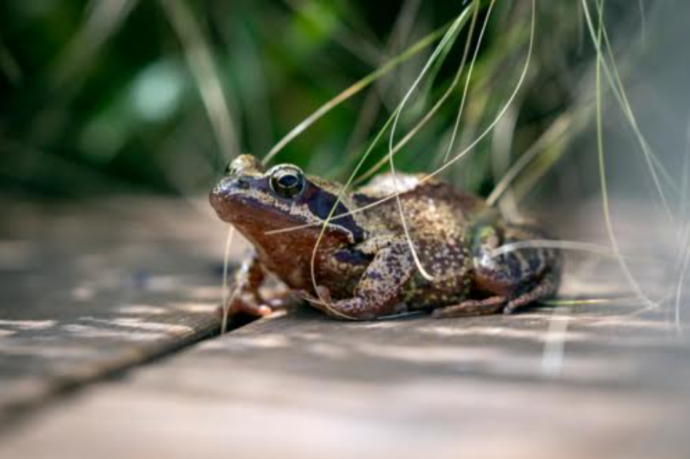 Curious kids urged to leave amphibian eggs and tadpoles in their ponds ...