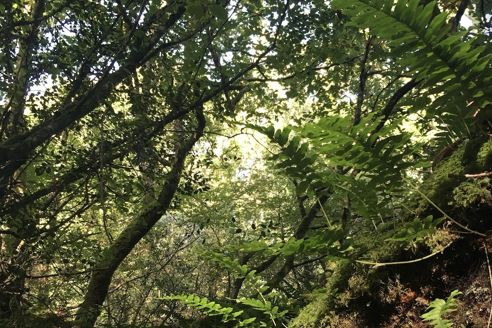 Much loved Welsh nature reserve to expand and restore rainforest ...